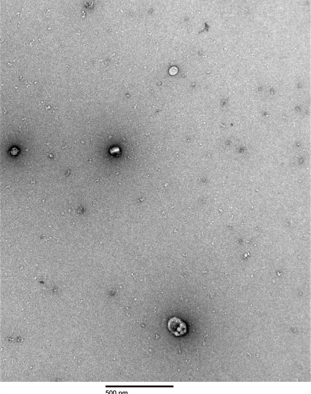 Electron Microscopy Suite