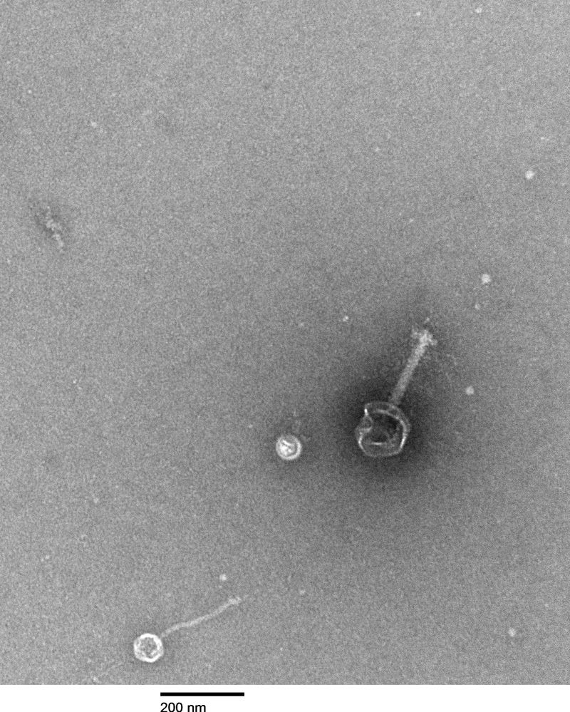 Electron Microscopy Suite