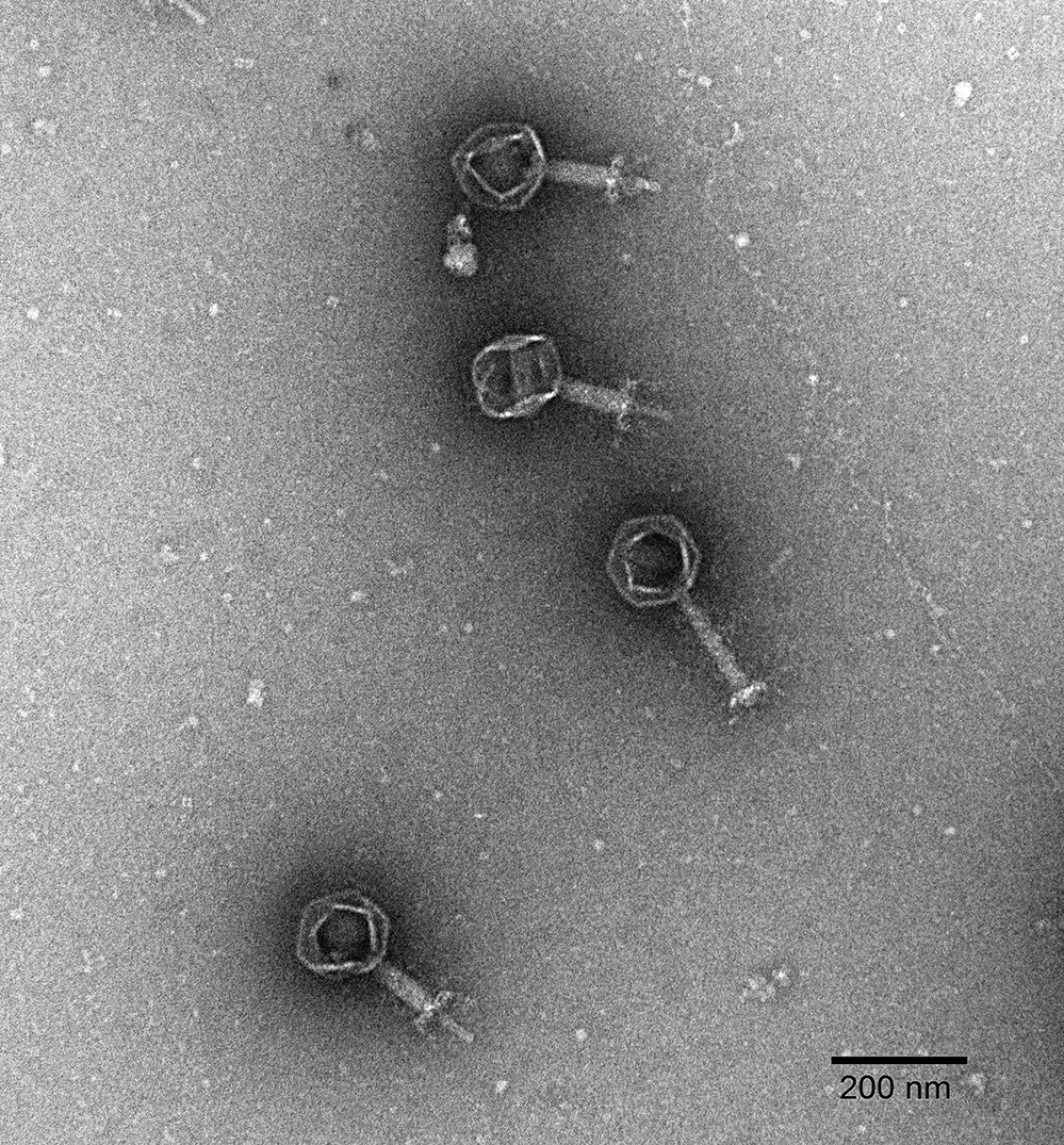 Electron Microscopy Suite